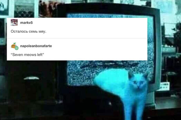 Everything You Need To Know About The Russian Cat Memes Taking Over ...